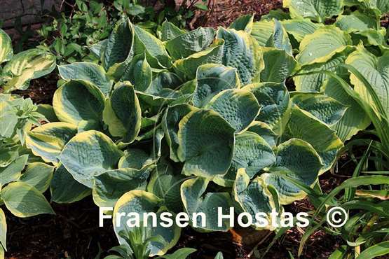 Hosta Pizzazz - Fransen Hostas